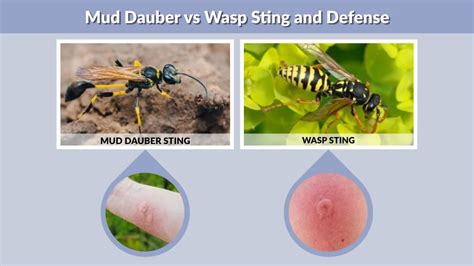 Mud Dauber Vs Wasp Key Differences In Appearance Behavior And Nests