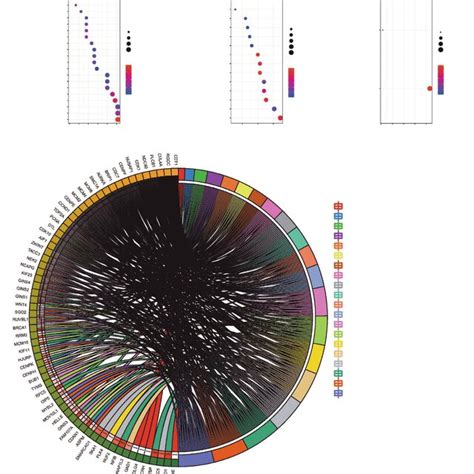 Bubble And Circle Plots Of GO Biofunctional Analysis A The GO Download Scientific Diagram