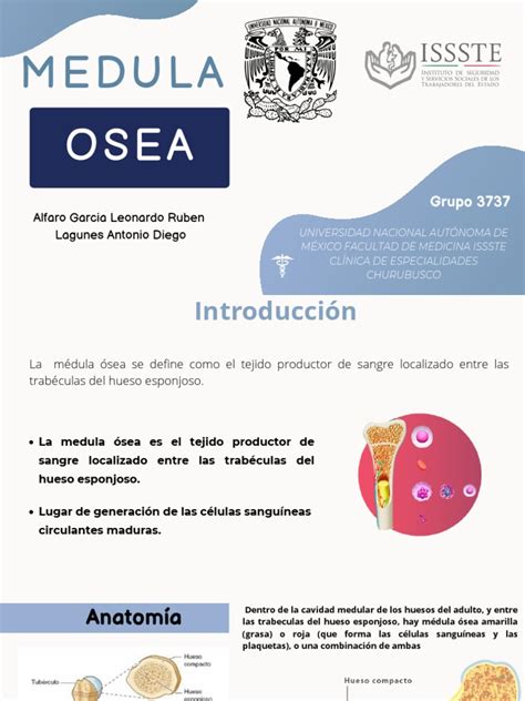 M Edula Pdf Hematopoyesis Citocina