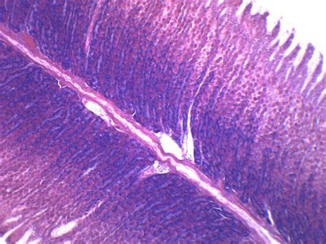 Prepared Slides — Eisco Labs