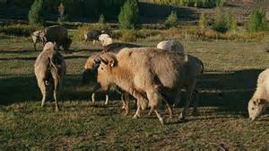 17 White Bison Thrive At Billionaire Joe Ricketts Jackson Fork Ranch