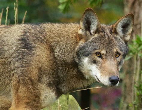 Red Wolf Defenders Of Wildlife