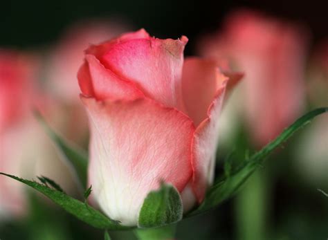 배경 화면 꽃들 자연 빨간 사진술 정경 꽃잎 장미 꽃 담홍색 마이 게란 트 메 튤립 플로라 싹 마이 게란 드 메넴 마이 게란트 메 브런 즈