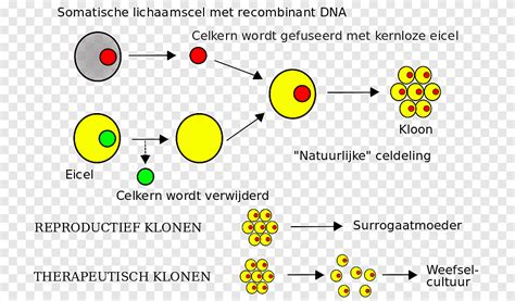 Somatic Cell Nuclear Transfer Frog