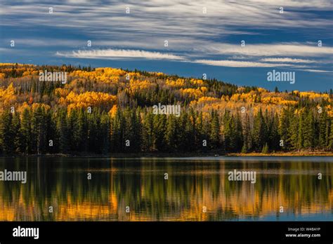 Aspen Trees In Autumn Jarvis Lake William A Switzer Provincial Park Alberta Canada Stock