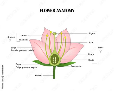 Poster Angiosperm Flower Morphology Cross Section Detailed Diagram