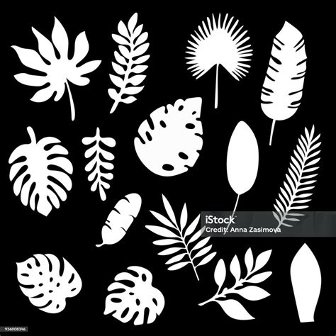 팜은 실루엣 세트 검은색에 고립 된 나뭇잎 열 대 잎 실루엣 요소 격리 설정입니다 팜 부채꼴 야자수 몬스 테라 바나나 나뭇잎 벡터 일러스트 레이 션 흑백 색상 Eps10 0