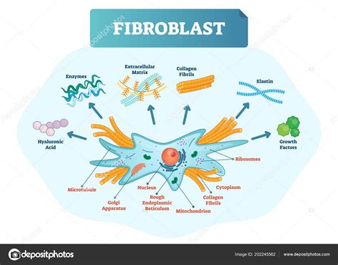 Fibroblast Cell Nucleus