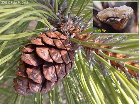 Pinus Resinosa Red Pine Minnesota Wildflowers