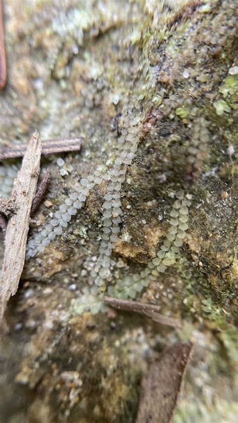 First Microscope Attempt Rbryology