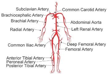 Label The Major Arteries Of The Human Body By Roberts Science Class