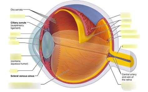 Eye Diagram Diagram Quizlet