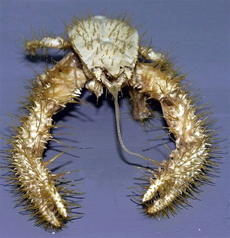 Kiwa Hirsuta Wikipedia