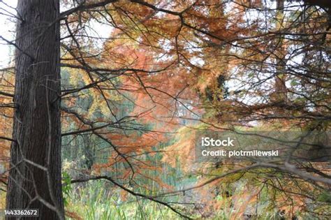 대머리 사이프러스 사이 프레 쇼브 시프레 조수 붉은 사이프러스 나무의 단풍 가을 또는 가을 루이지애나 미국 0명에 대한 스톡 사진 및 기타 이미지 Istock