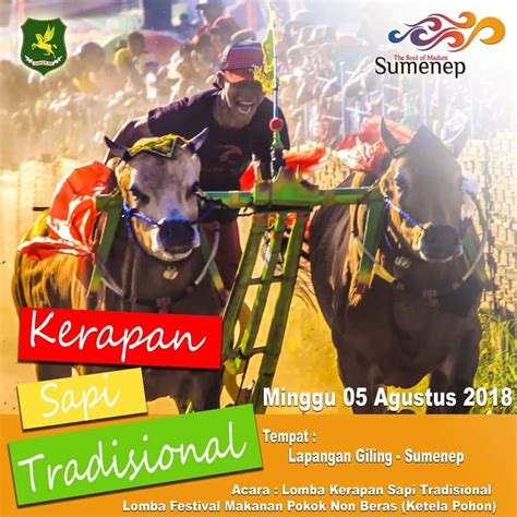 48 Pasang Sapi Meriahkan Kerapan Sapi Tradisional Visit Sumenep 2018 Kabupaten Sumenep