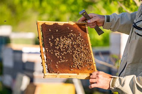 밝은 야외 환경에서 벌집 프레임을 검사하는 양봉가 한 양봉가가 벌과 꿀로 가득 찬 벌집 틀을 살핍니다 건강한 생활방식에 대한 스톡 사진 및 기타 이미지 Istock