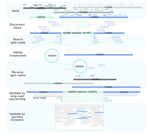 A Novel Numt Detection Pipeline For Paired End Wgs Data In This Download Scientific Diagram