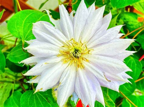 Clematis Florida Flower Stock Image Image Of Garden 321991665