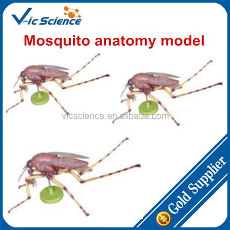 Mosquito Modelmosquito Dissection Modelmosquito Anatomy Model Buy