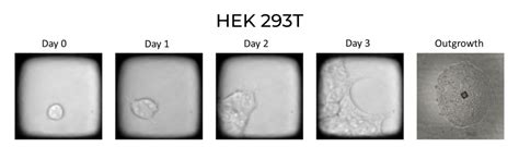 Cell Microsystems How The Cellraft Technology Works