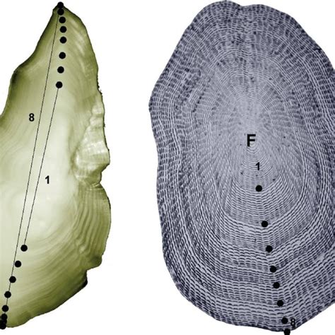 Transverse Section Of The Sagittal Otolith Left And Scale Impression Download Scientific