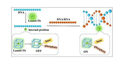Nucleic Acid Hybridization Enhanced Luminescence For Rapid And