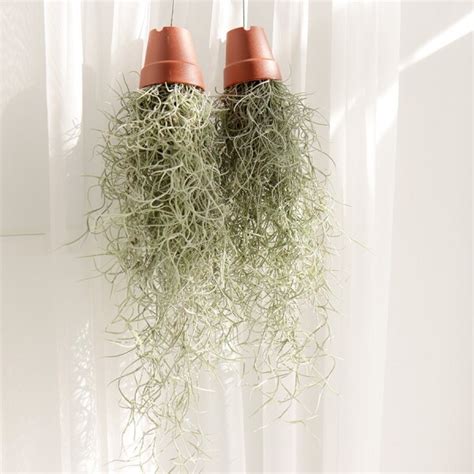 행잉플랜트 수염틸란드시아 미세먼지 공기정화식물 먼지먹는식물 하우숩