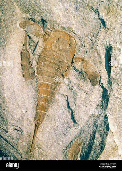 Fossil Of A Sea Scorpion Eurypterus Remipes From The Late Siliurian