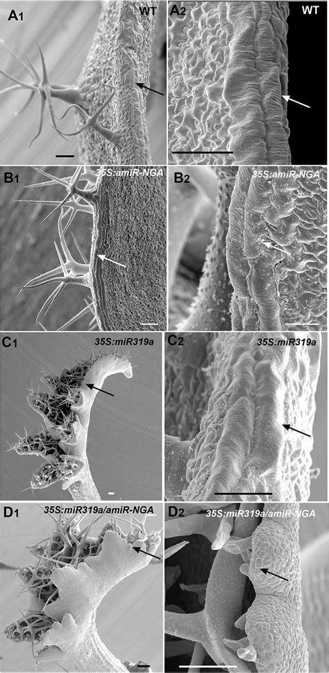 Active Suppression Of A Leaf Meristem Orchestrates Determinate Leaf