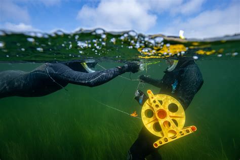 Youth Community Eelgrass Restoration Initiative