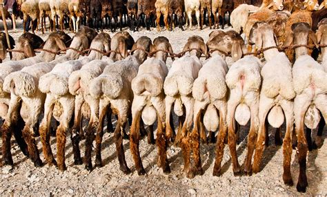 Fat Tail Sheep Imgur