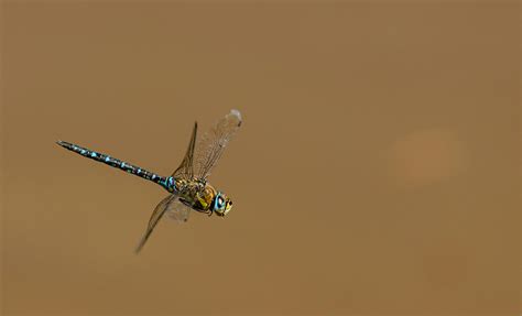 Dragonfly Background Photos Download The Best Free Dragonfly