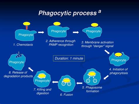 Ppt Immunity Powerpoint Presentation Free Download Id2682420
