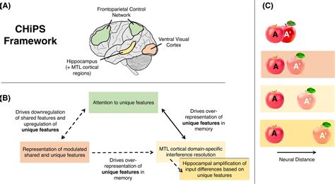 Extra Hippocampal Contributions To Pattern Separation Elife