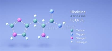 Histidine Molecular Structures Amino Acid 3d Model Structural