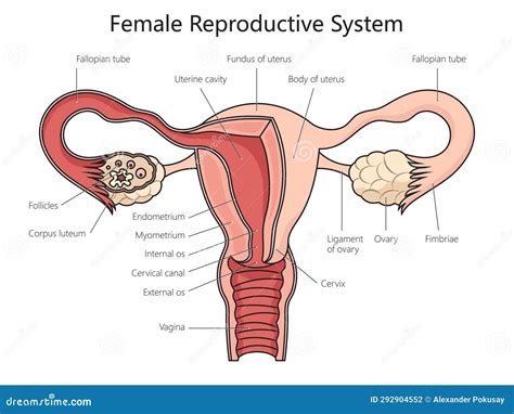 Female Reproduction System Structure Science Stock Illustration Illustration Of Genital