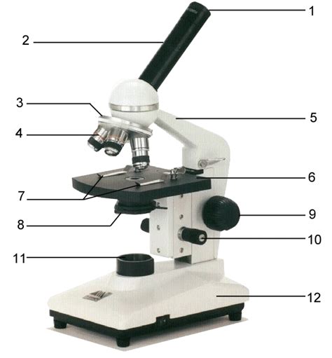 Microscope The Biology Corner