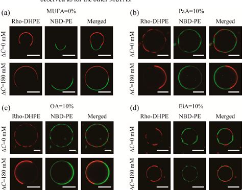 Figure 1 From Control Of Line Tension At Phase Separated Lipid Domain Boundaries