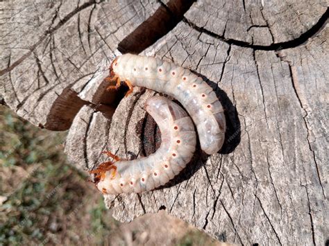 Premium Photo Rhinoceros Beetle Rhino Beetle Larvae On An Old Wood
