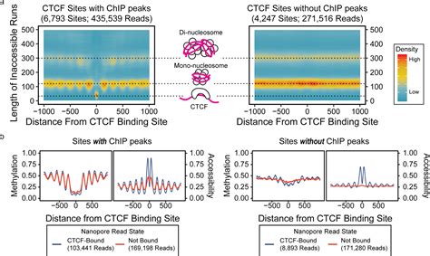 Simultaneous Profiling Of Chromatin Accessibility And Methylation On