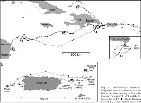 Figure 1 From Sex Specific Migration Patterns Of Hawksbill Turtles
