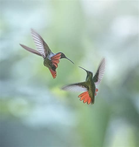 Rufous Tailed Hummingbird Photograph By Larry Deng Fine Art America