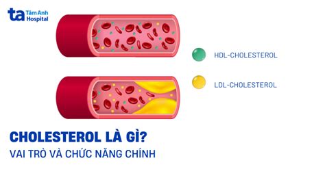 Chỉ Số Hdl Cholesterol Là Gì Trong Máu Bao Nhiêu Là Bình Thường