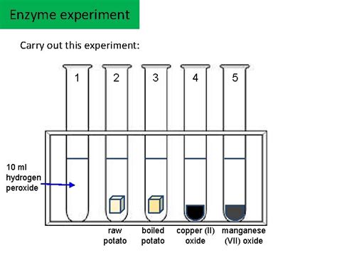 Enzyme Experiment Learning Objectives Describe Experiments To Investigate