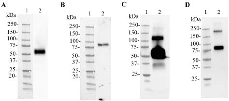 Figure 2 From Transient Expression In Hek 293 Cells In Suspension