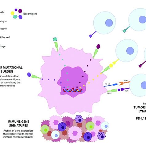 Schematic Representation Of Biomarkers Currently Explored In Tnbc