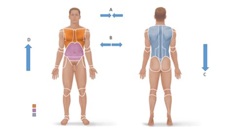 anatomy lab unit 1 flashcards quizlet