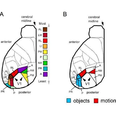 The Visual Areas Of The Neocortex Of The Macaque Monkey And The Mouse