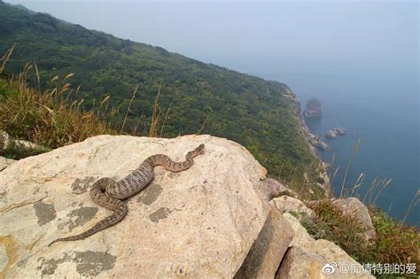 辽宁大连：蛇岛探秘蛇岛大连辽宁新浪新闻