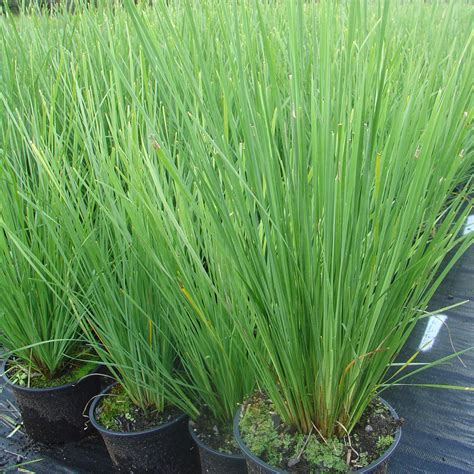 Lomandra Nyalla — Kauri Park